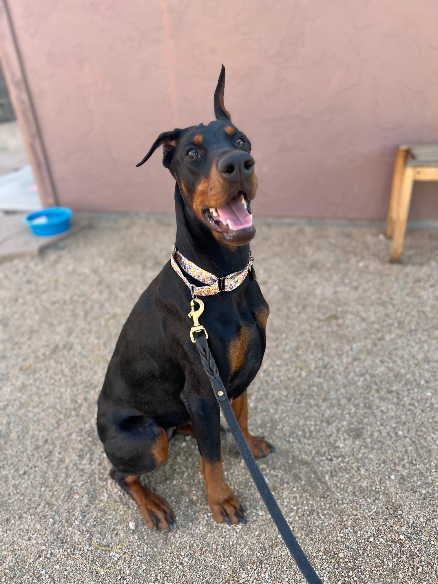 Doah - Desert Harbor Doberman Rescue