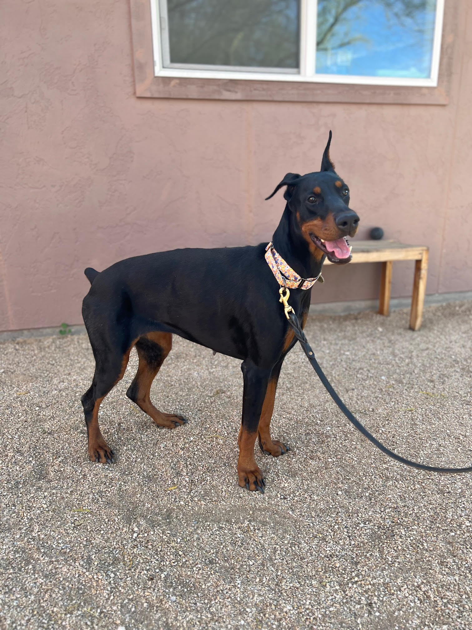 Doah - Desert Harbor Doberman Rescue