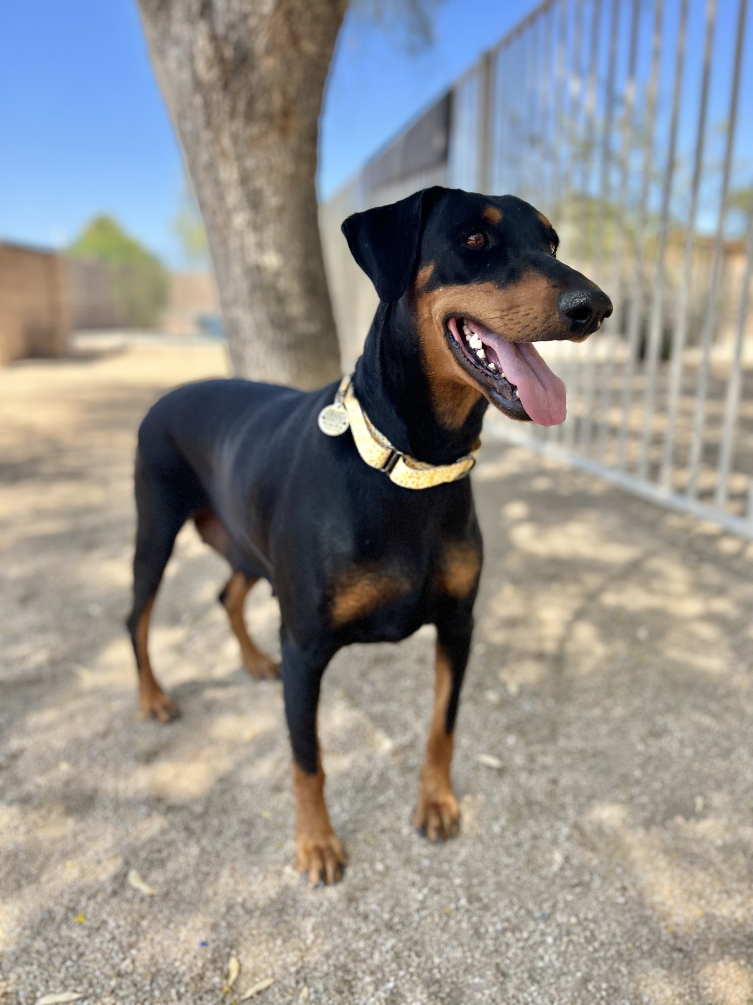 Nella - Desert Harbor Doberman Rescue