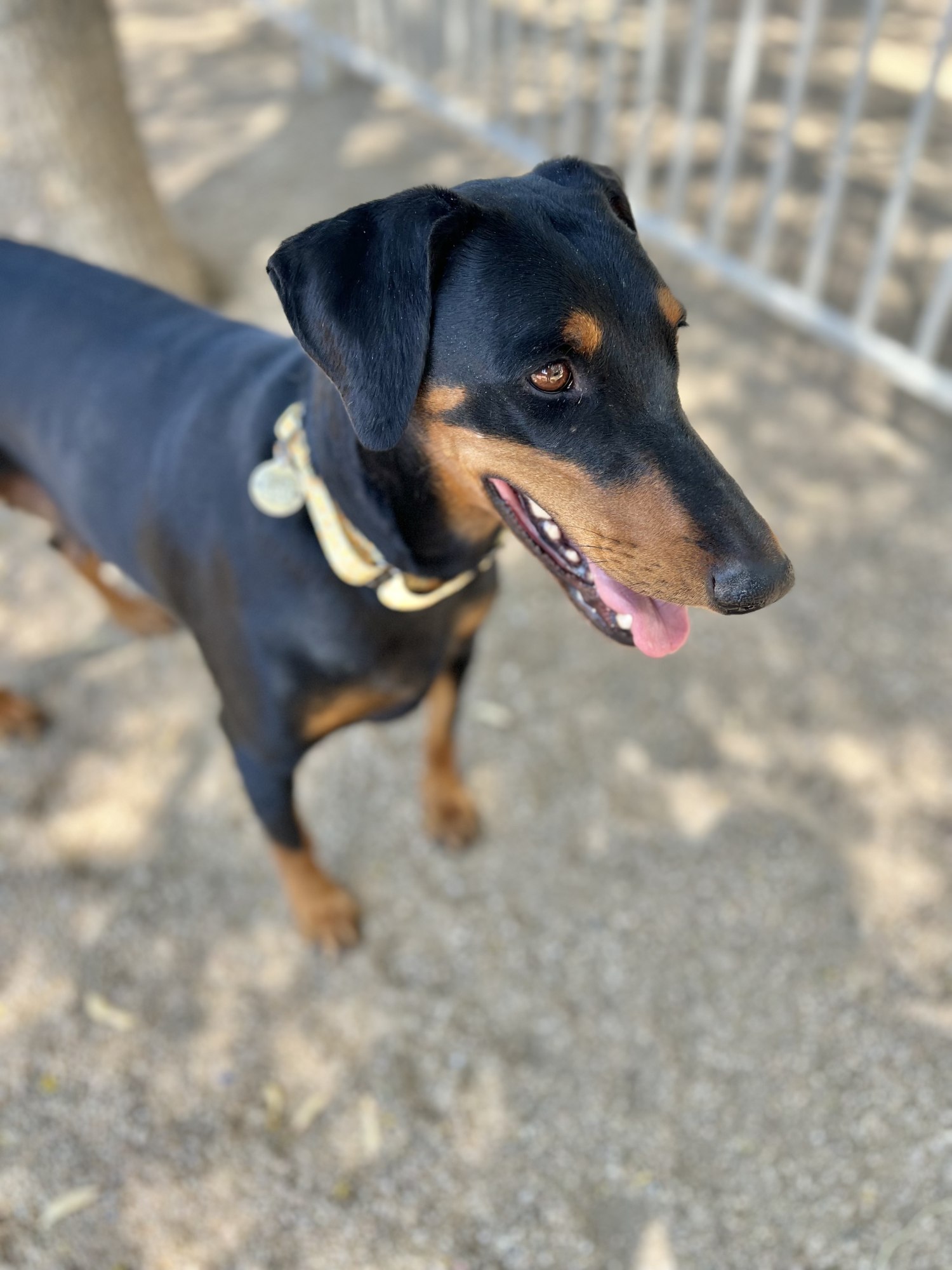 Nella - Desert Harbor Doberman Rescue