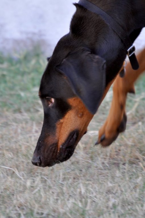 Khan 1 - Desert Harbor Doberman Rescue