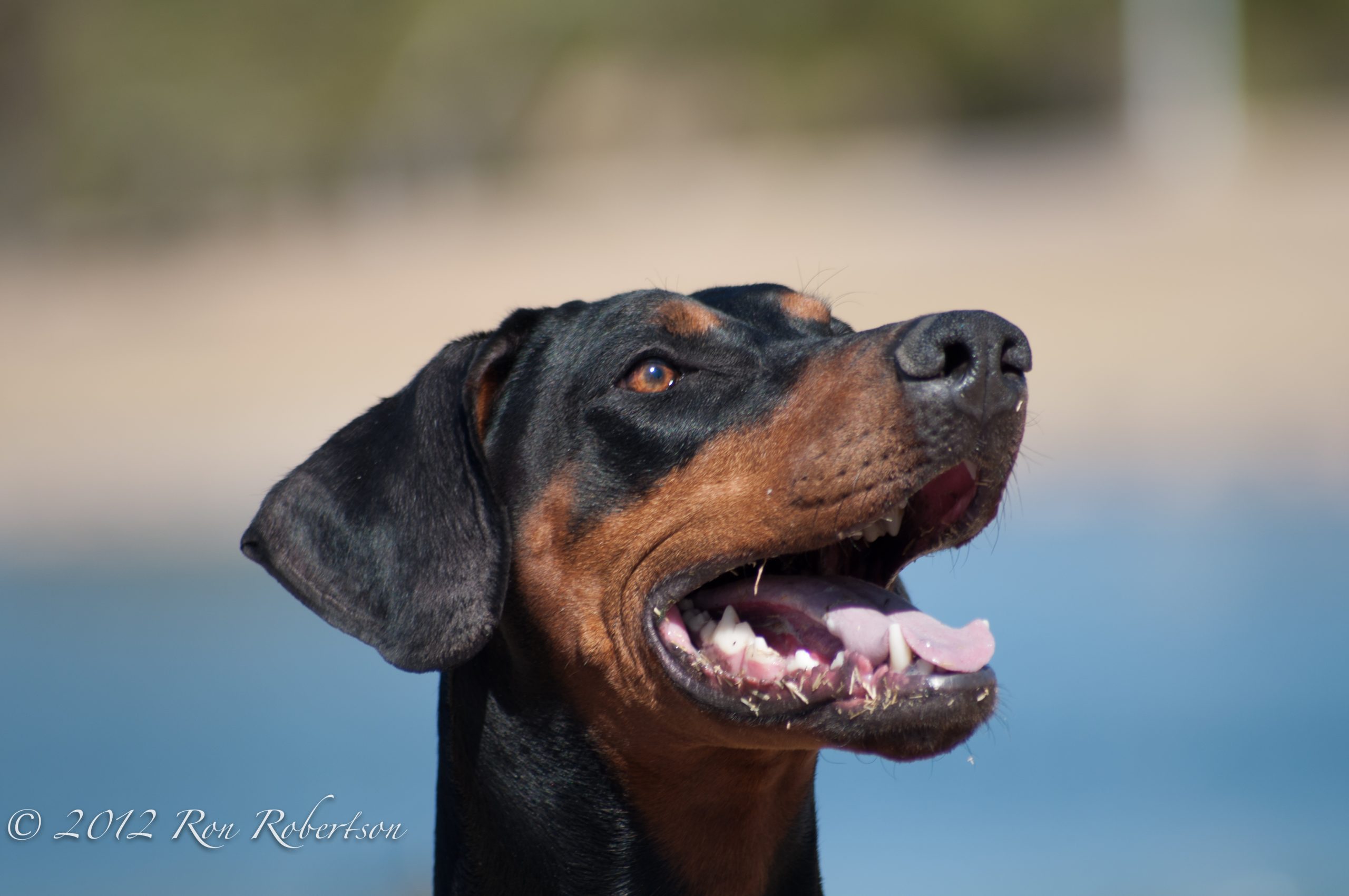 Aurora - Desert Harbor Doberman Rescue