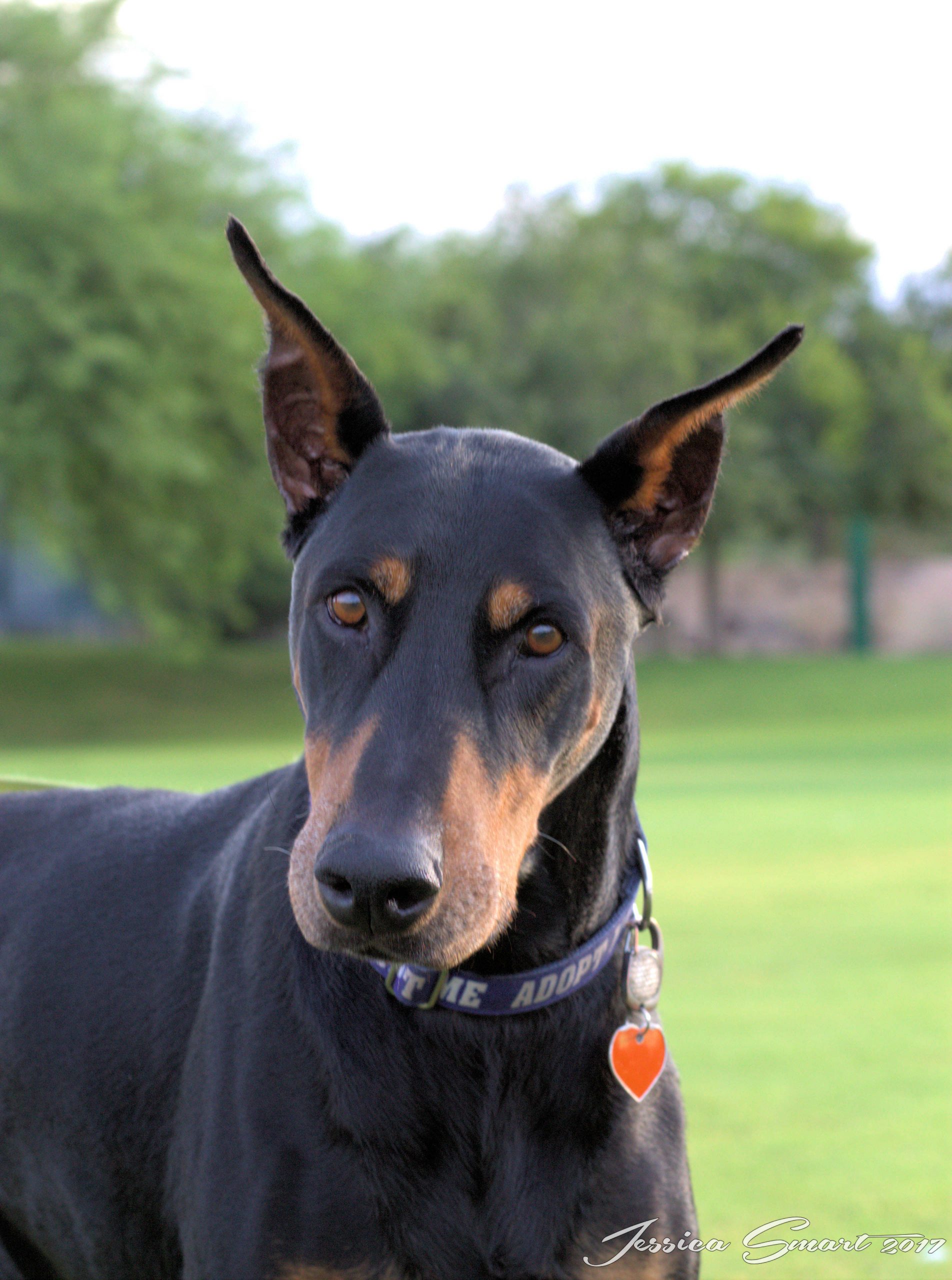 Rally - Desert Harbor Doberman Rescue