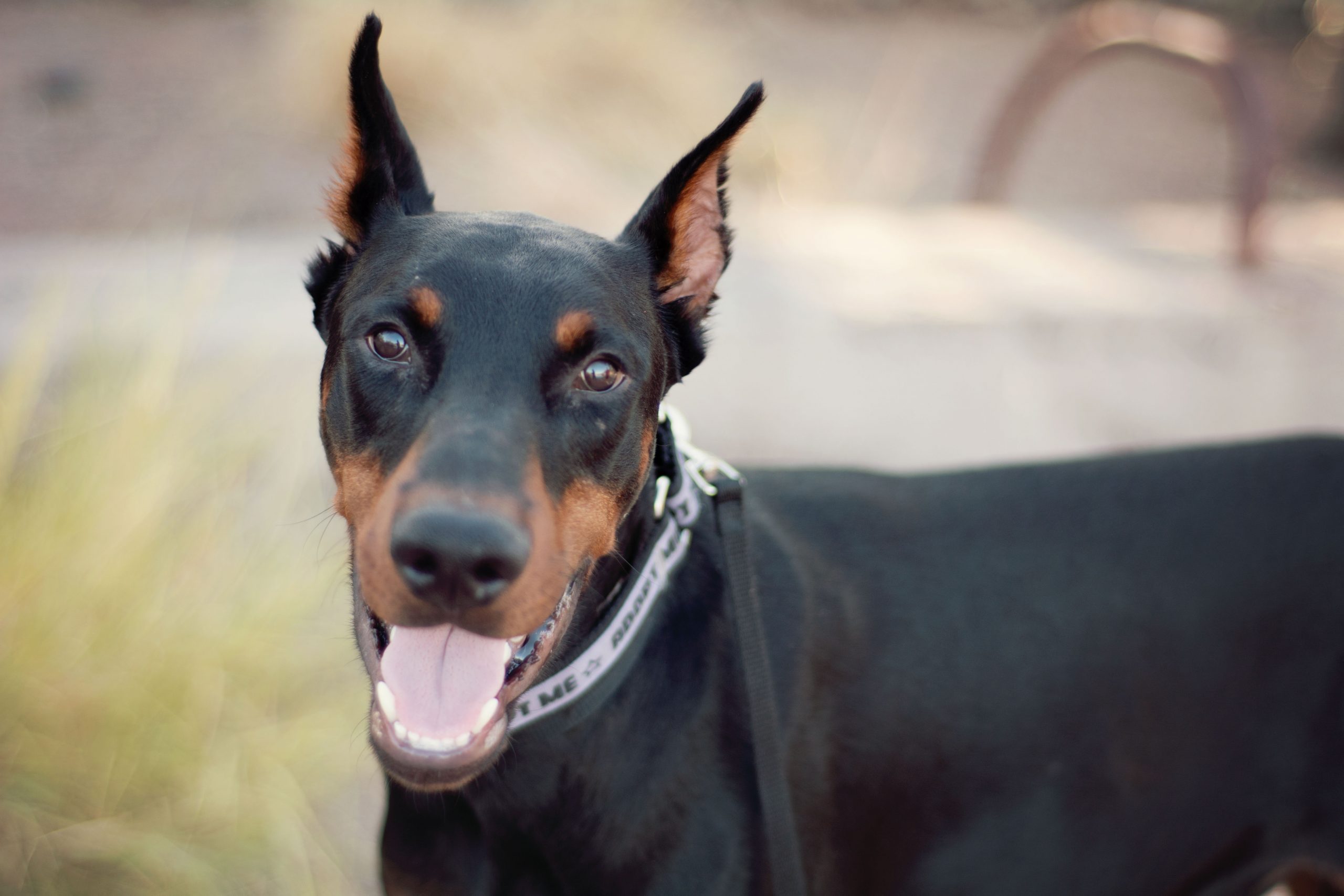 Nathan - Desert Harbor Doberman Rescue