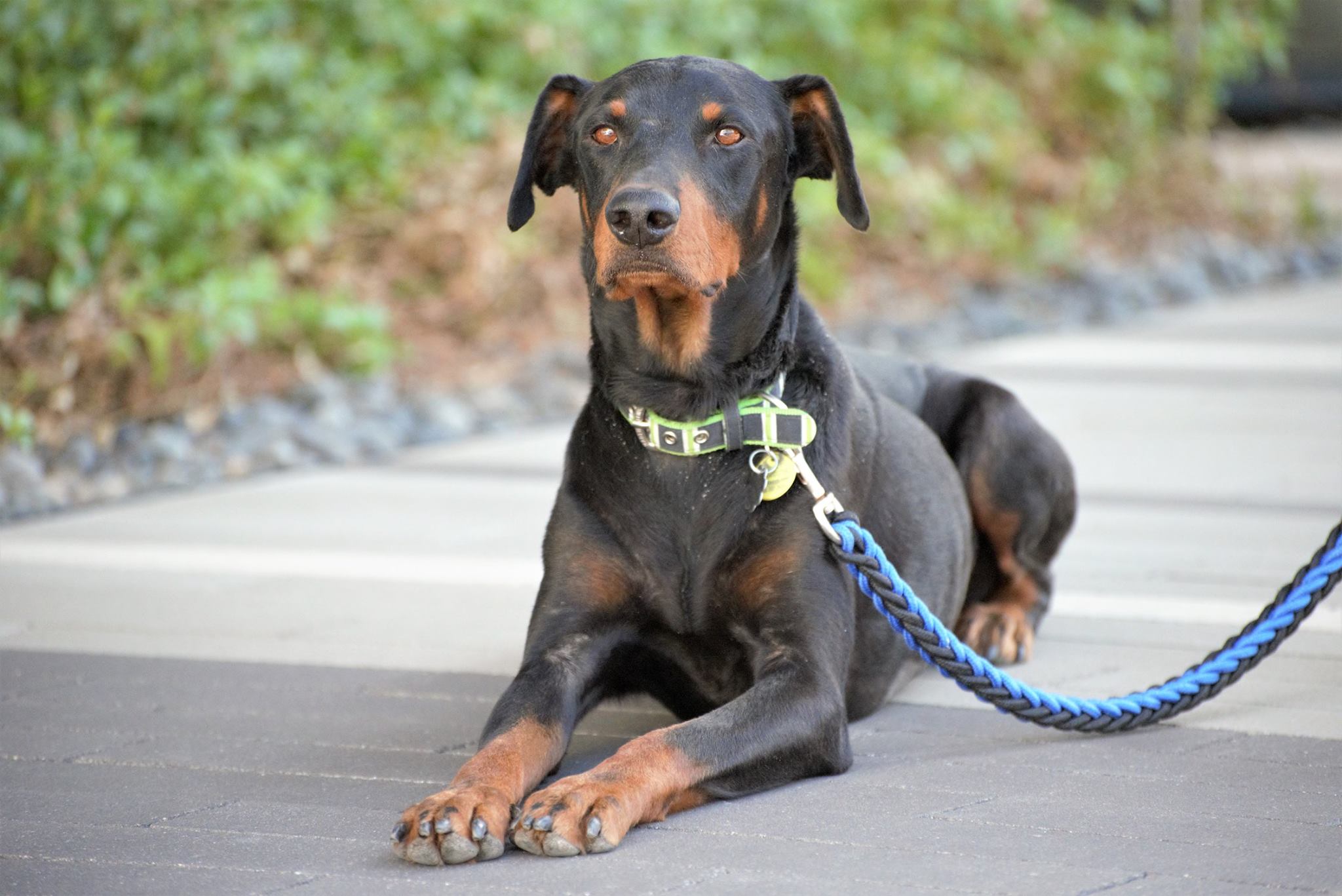 Gatsby Main - Desert Harbor Doberman Rescue