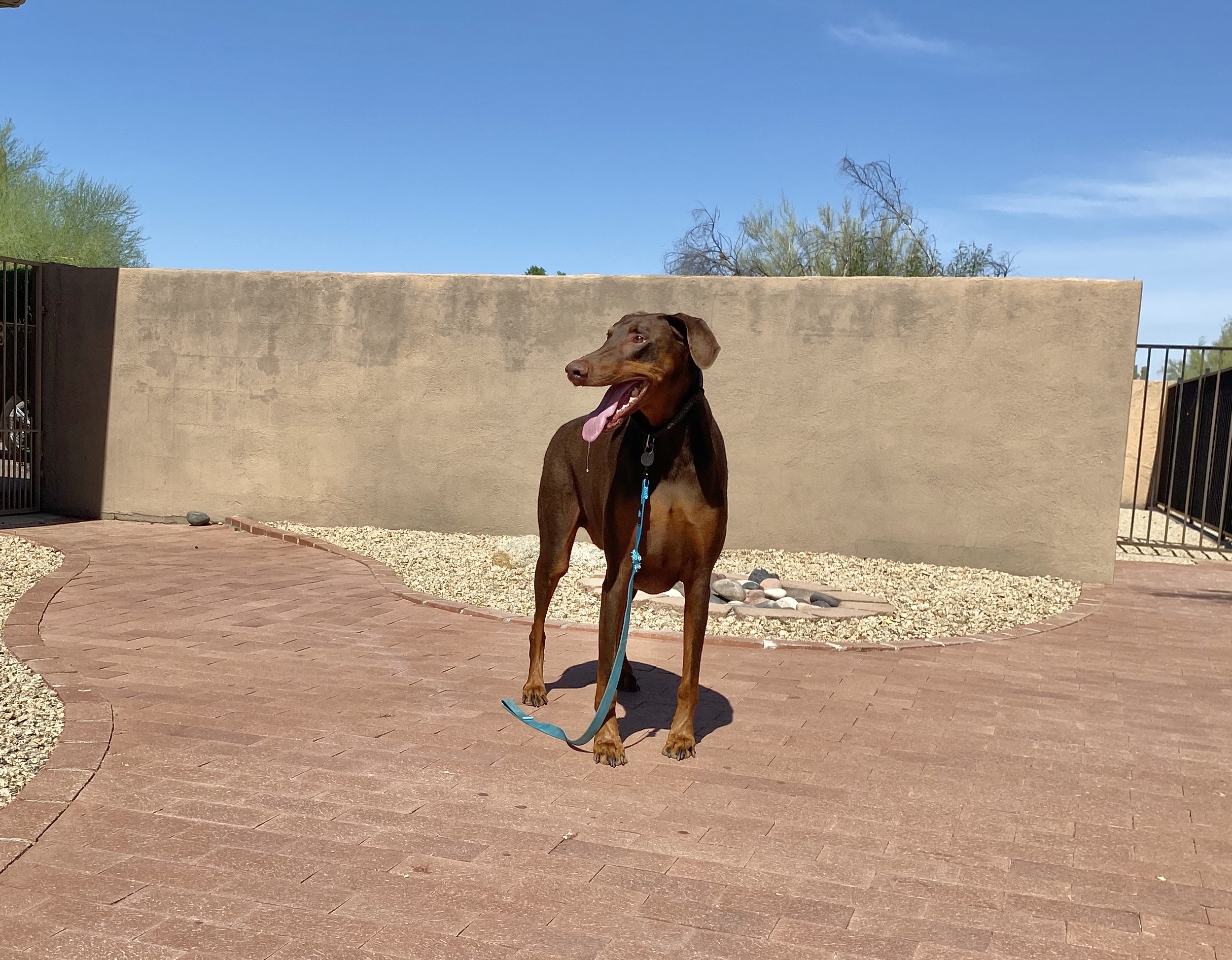 Rory - Desert Harbor Doberman Rescue