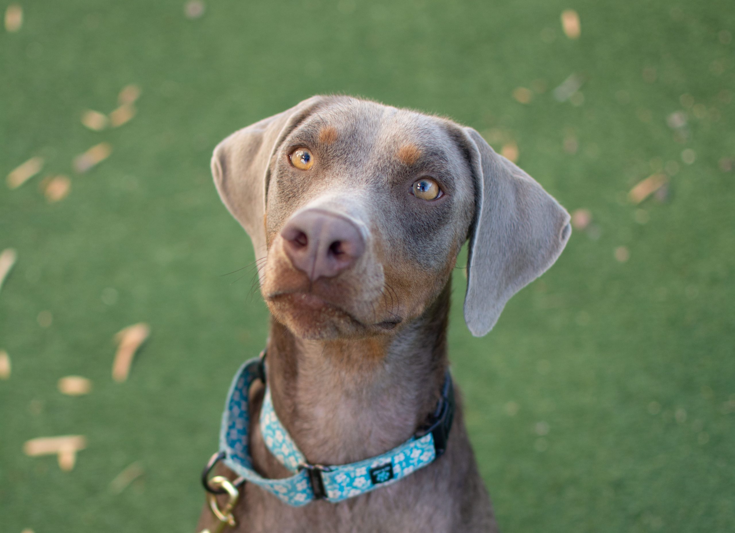 Hilary - Desert Harbor Doberman Rescue
