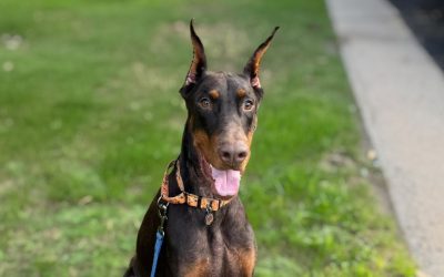 Adoptable Dobermans in Arizona - DHDR of AZ