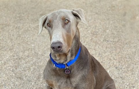 Adopt Doberman Hercules - Desert Harbor Doberman Rescue
