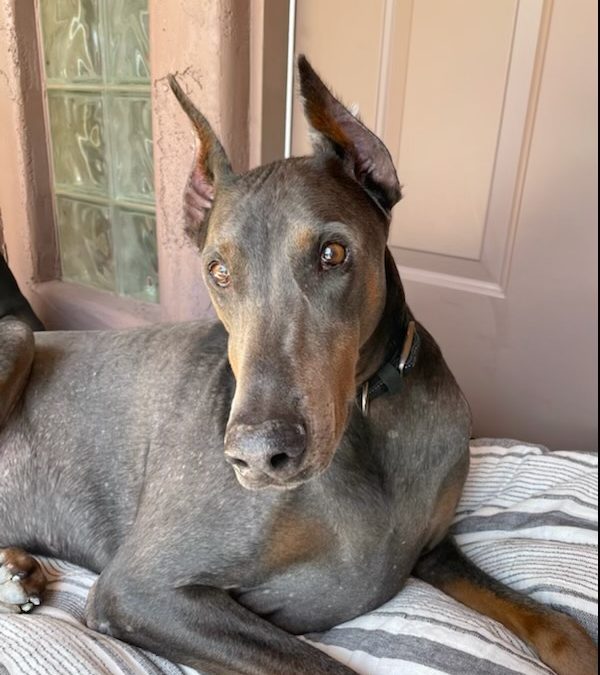 Little Boy Blue - Coming Soon! - Desert Harbor Doberman Rescue
