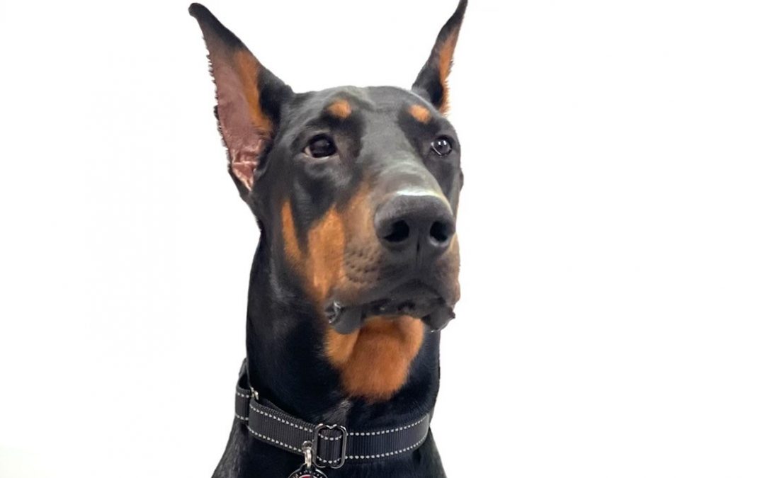 Ghost - Desert Harbor Doberman Rescue