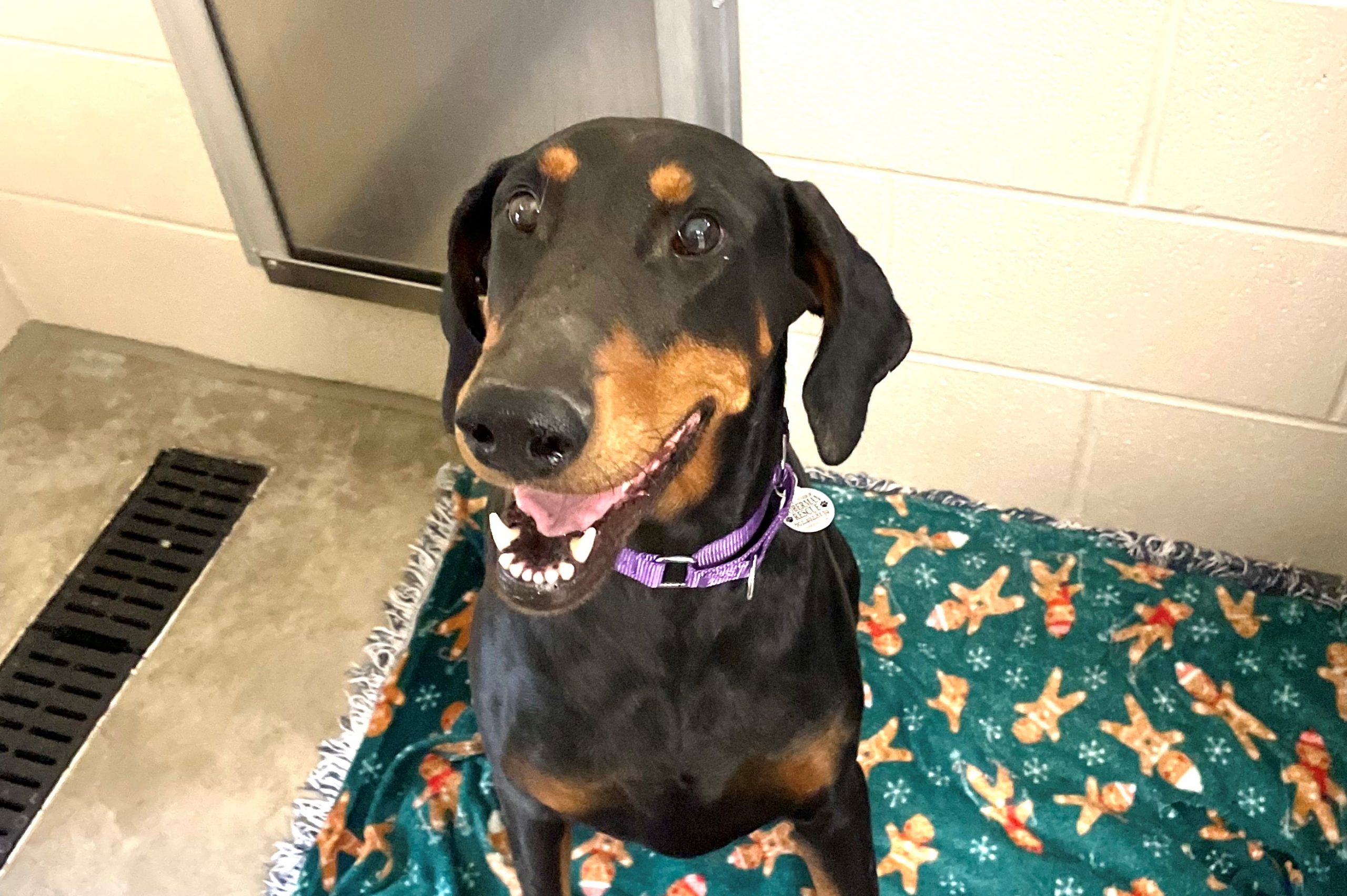 Adopt Doberman Layla Baby - Desert Harbor Doberman Rescue