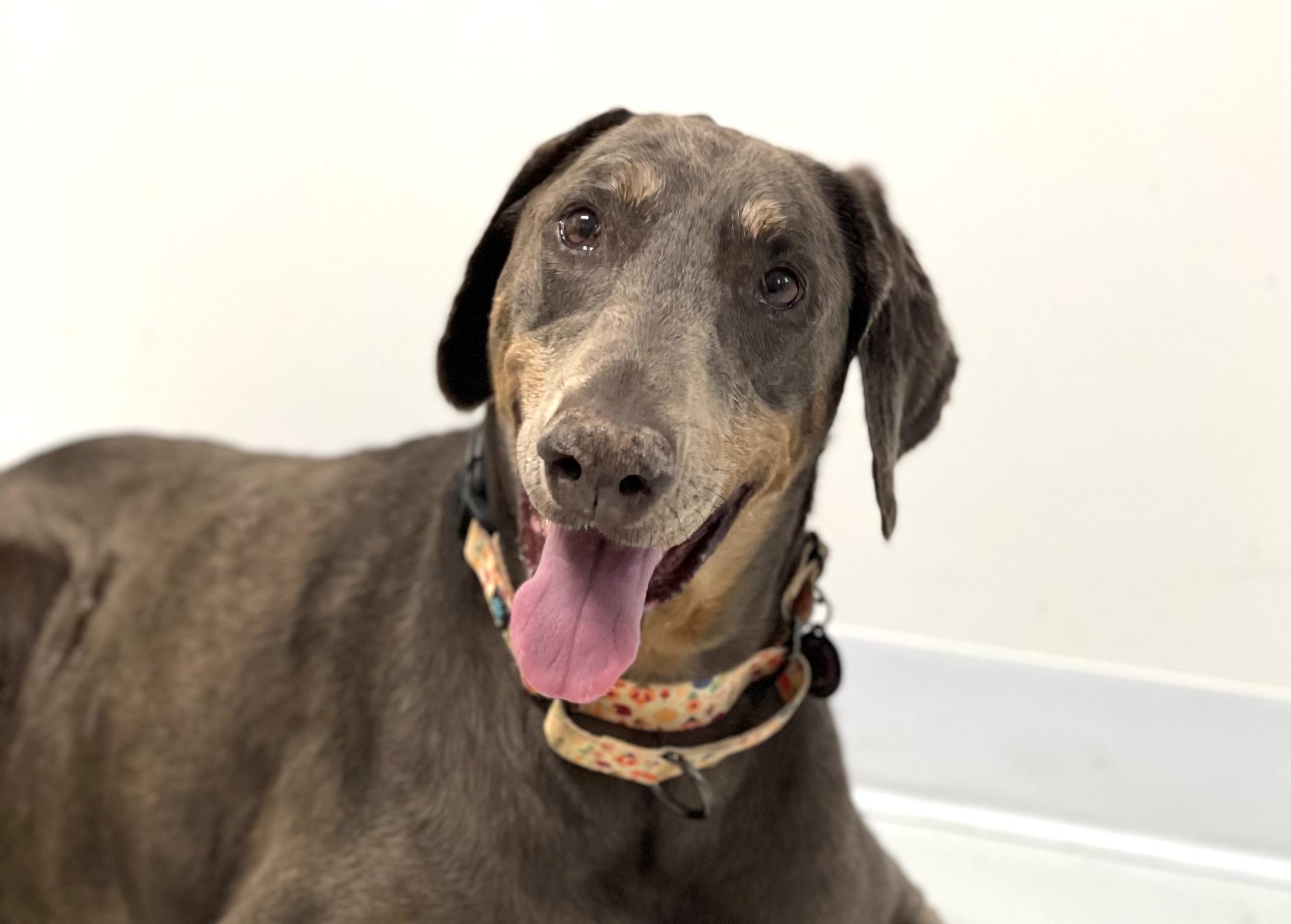 Sashah - Desert Harbor Doberman Rescue