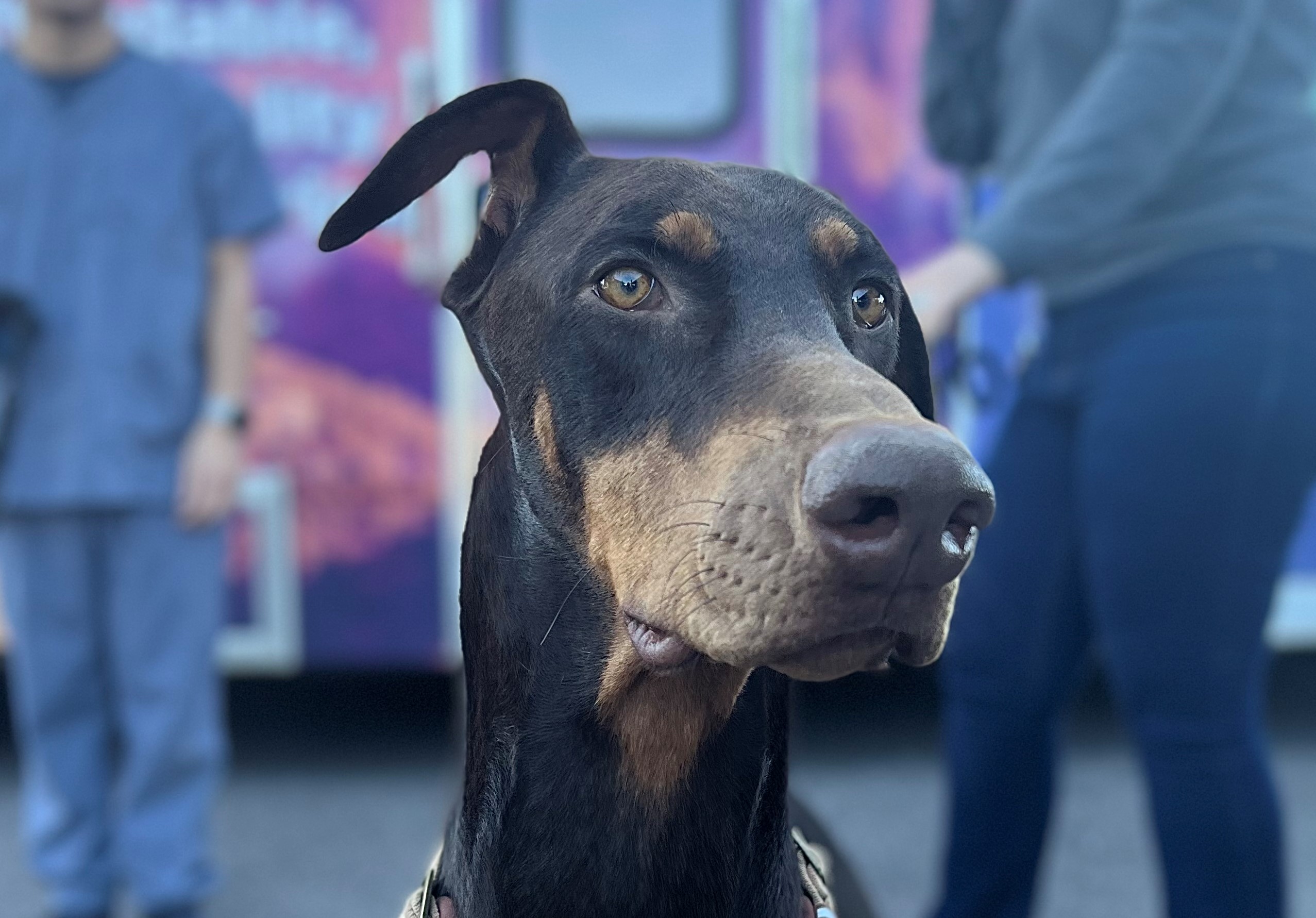 Ash - Desert Harbor Doberman Rescue