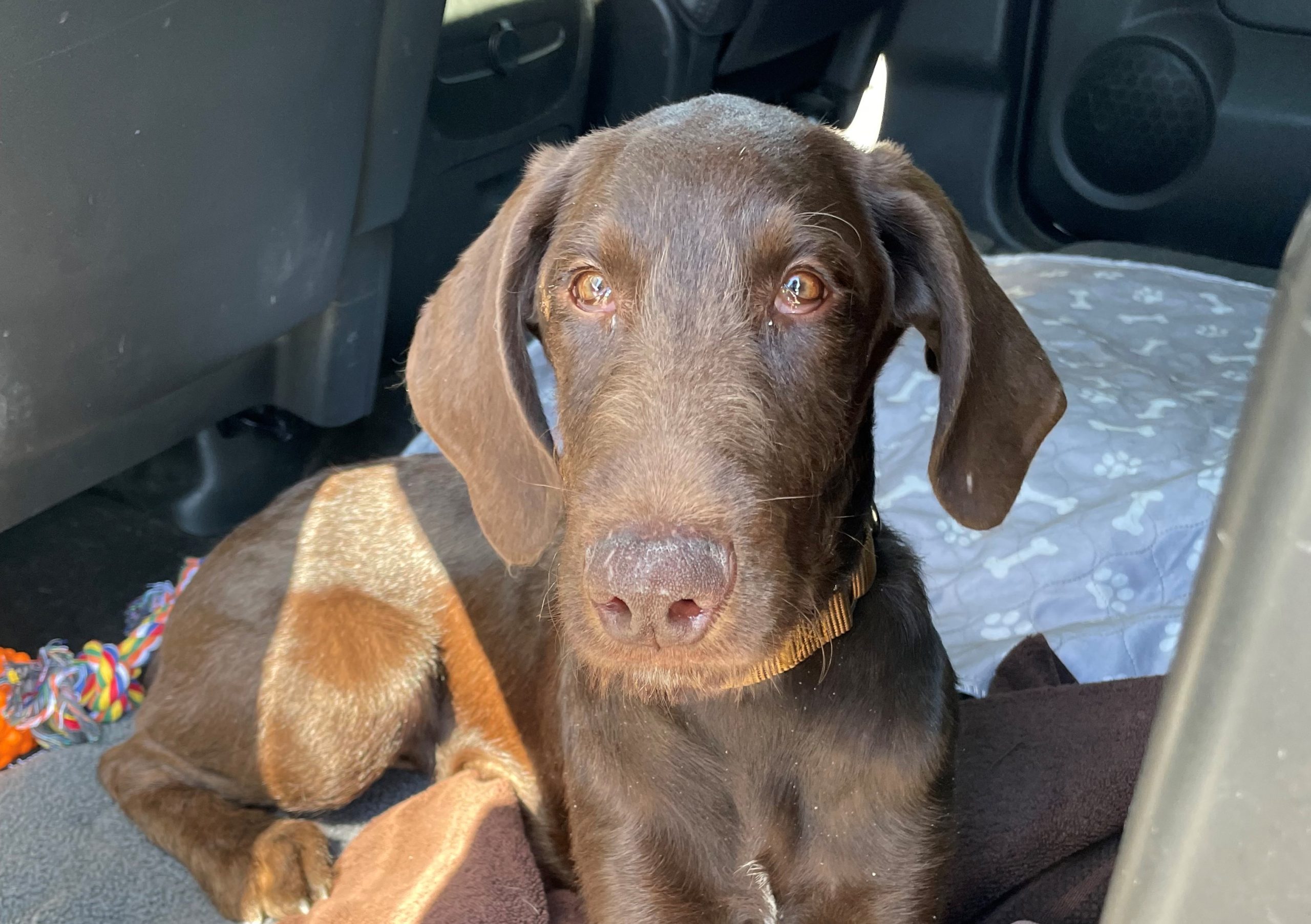 Browne - Desert Harbor Doberman Rescue