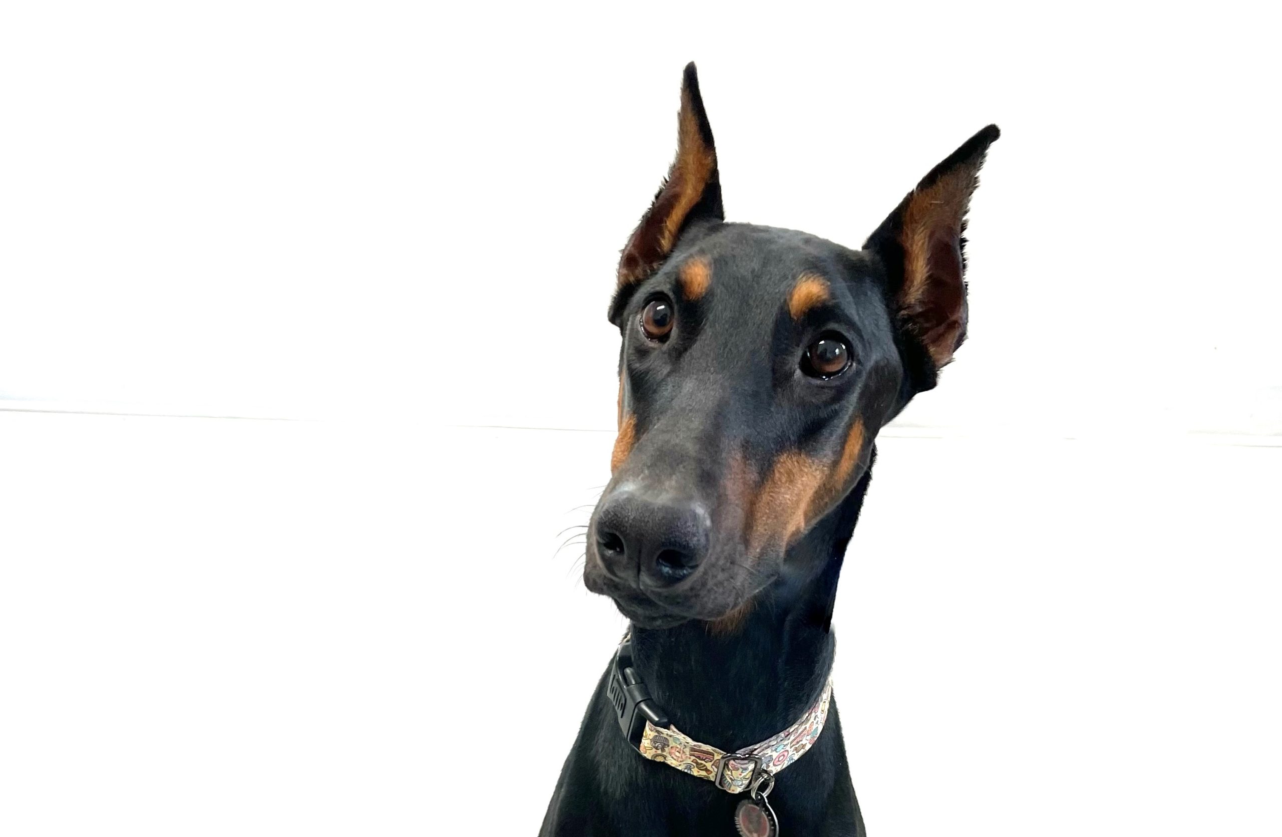 Jade - Desert Harbor Doberman Rescue