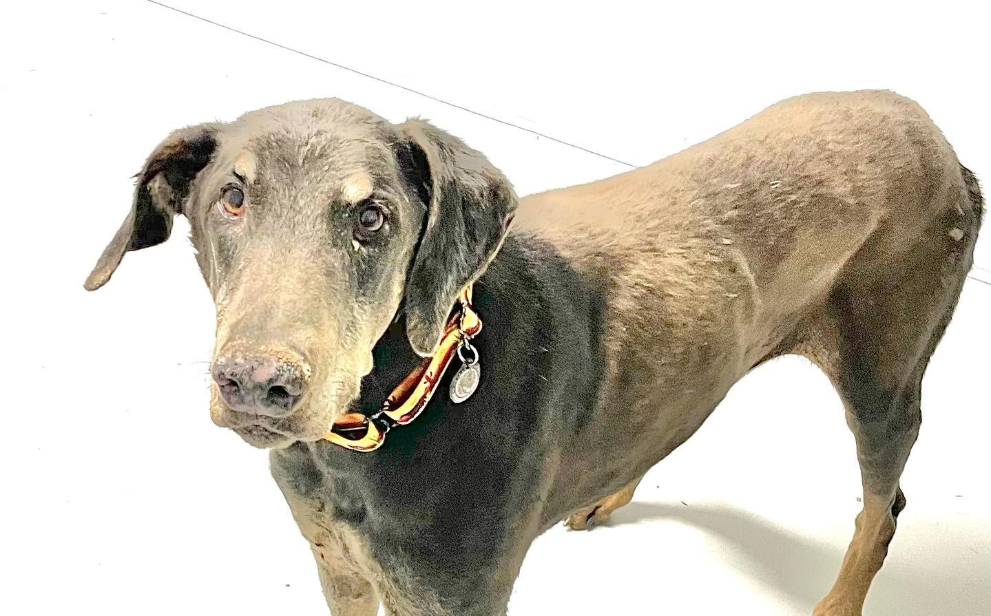 BB - Desert Harbor Doberman Rescue