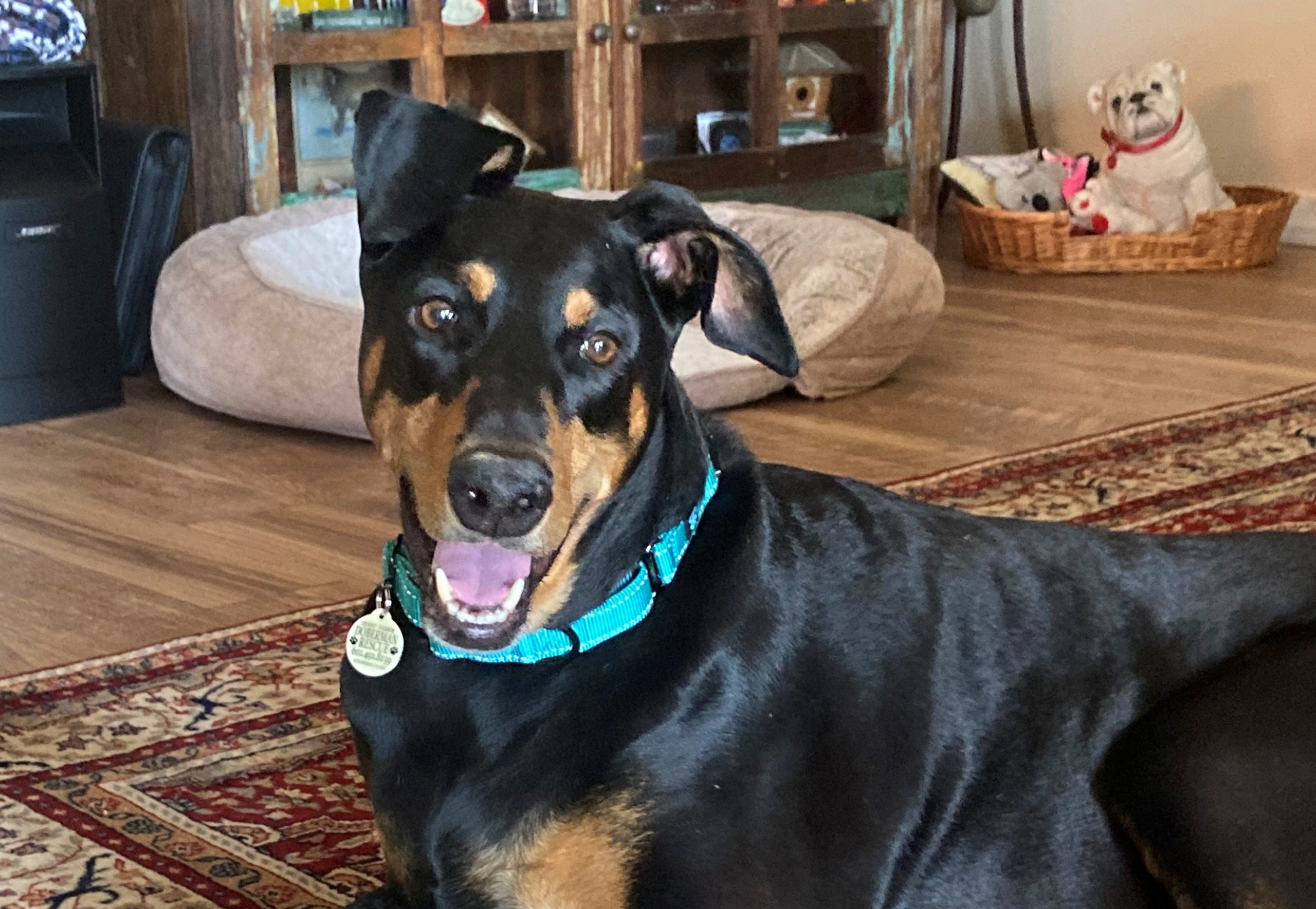 Wally - Desert Harbor Doberman Rescue
