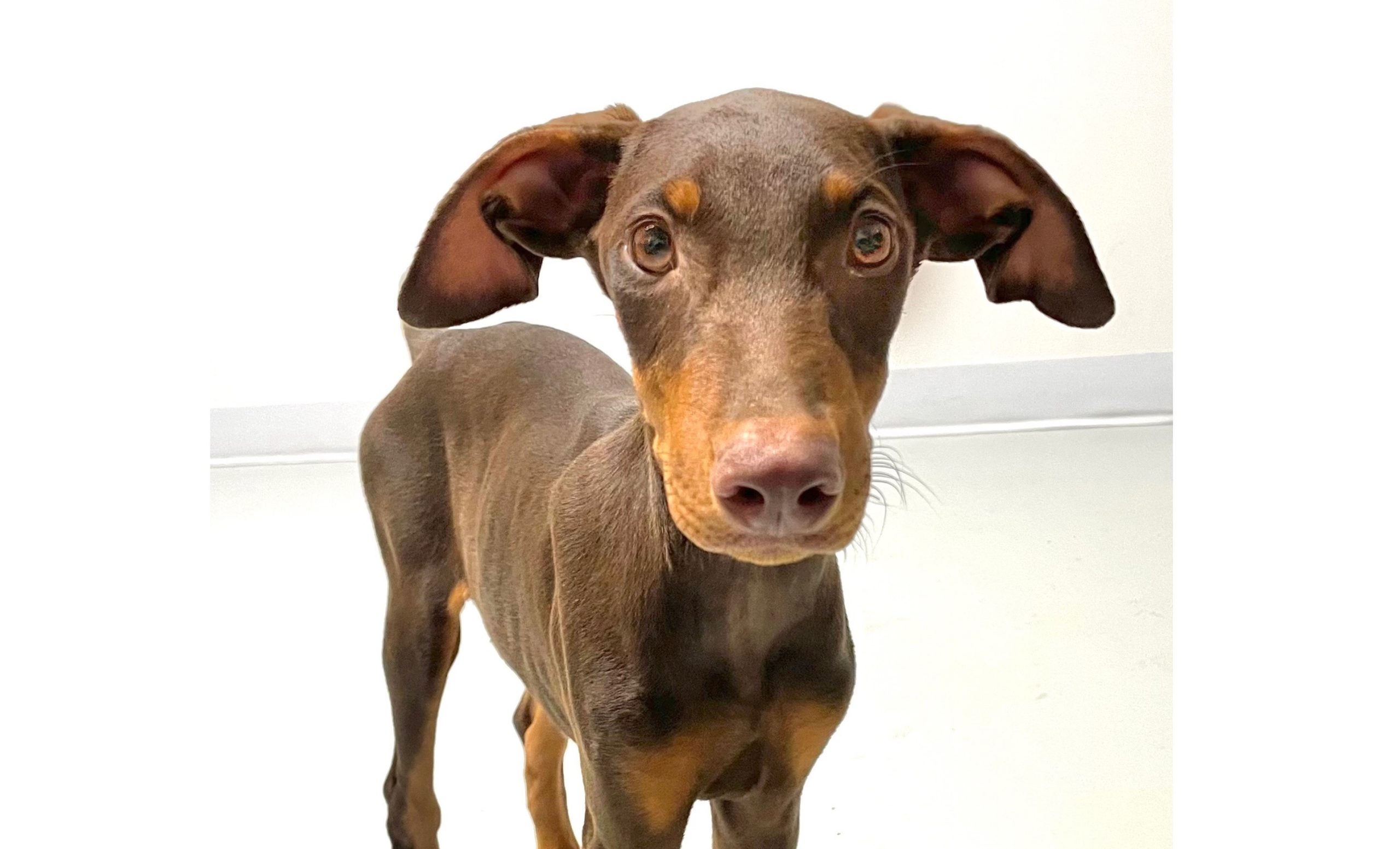 Dobro - Desert Harbor Doberman Rescue