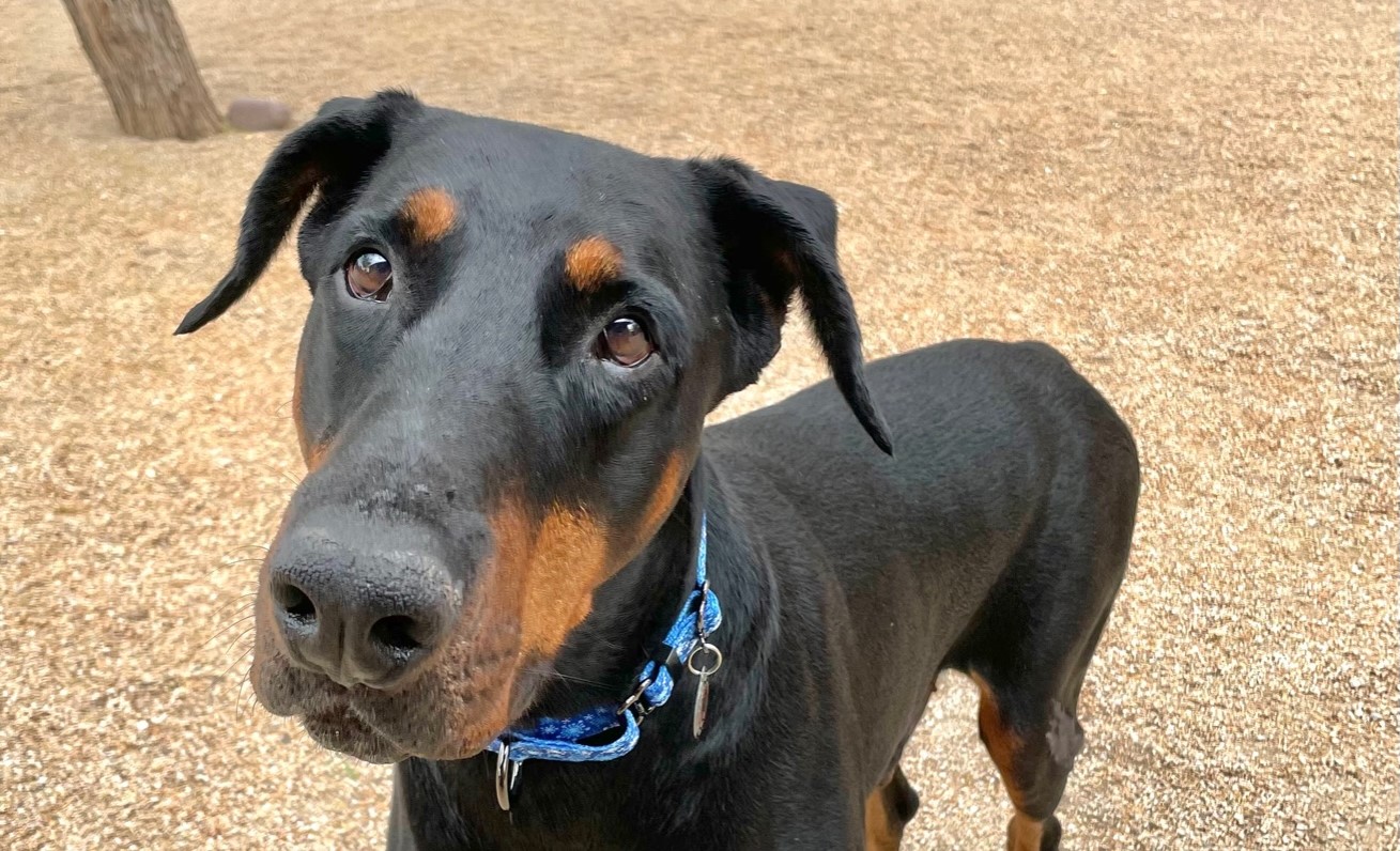 Adopt Doberman Ottoh - Desert Harbor Doberman Rescue