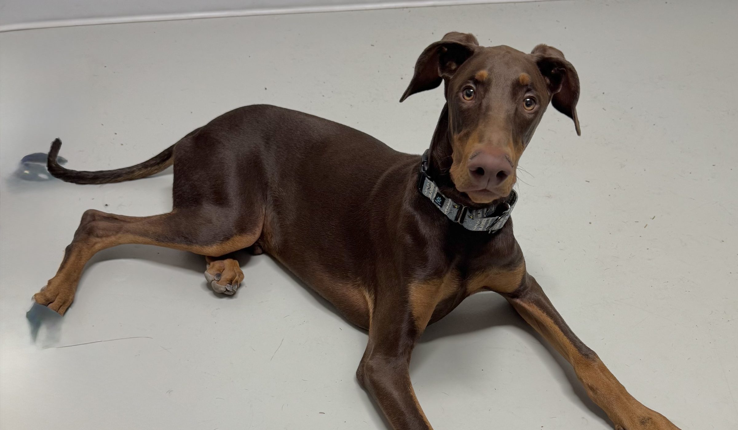 Canelo - Desert Harbor Doberman Rescue